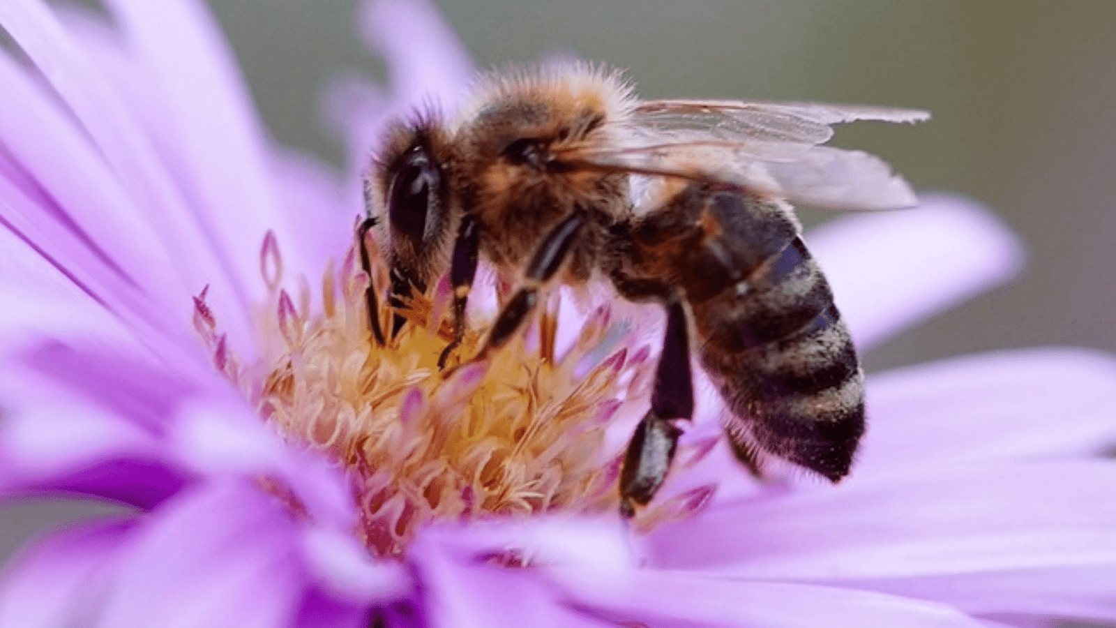 Saving Precious Bee Populations - Heal This Rock